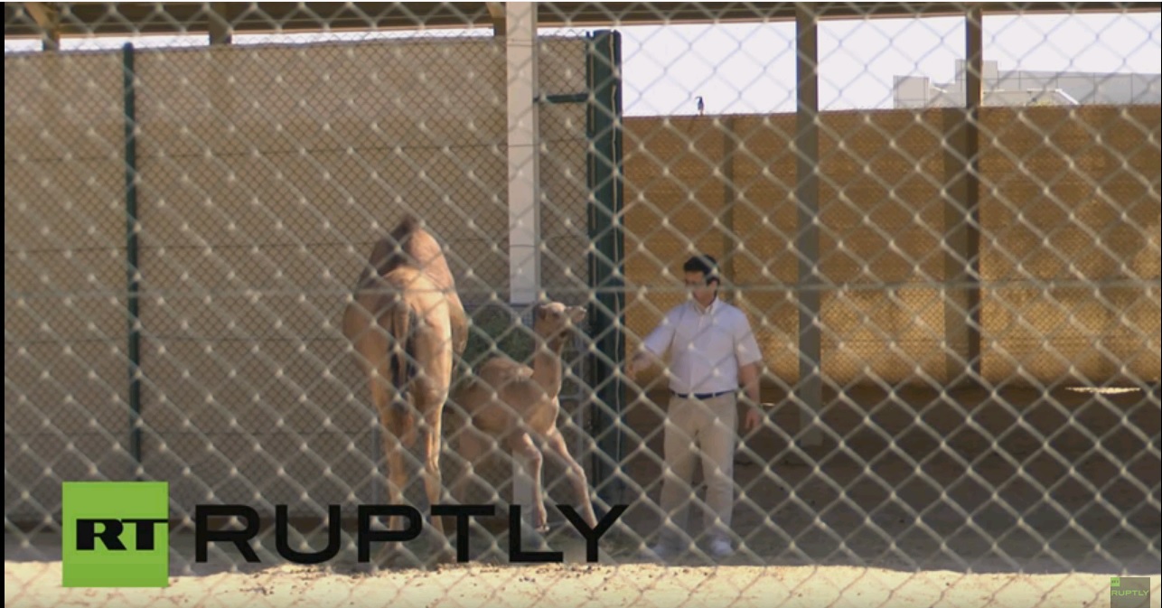 Biotech | Ruptly TV : World’s First Cloned Camel